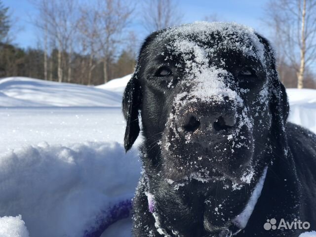 Лабрадор для вязки