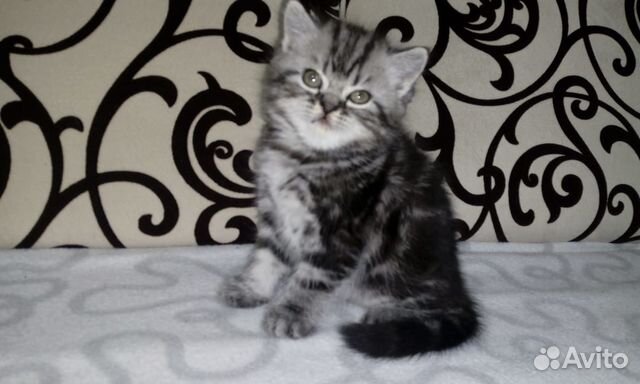 Мраморёнок