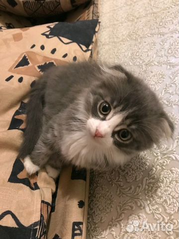 Вислоухий котенок