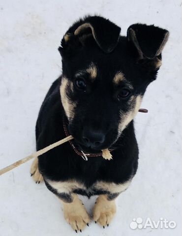 Собачка в дом