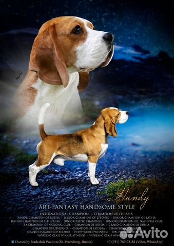 Кобель доступен для вязок