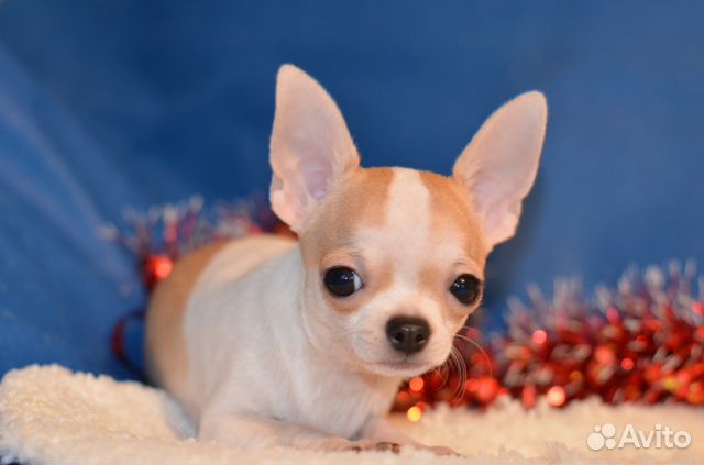Мальчик красавчик чихуахуа 4 мес с родосл Прививки