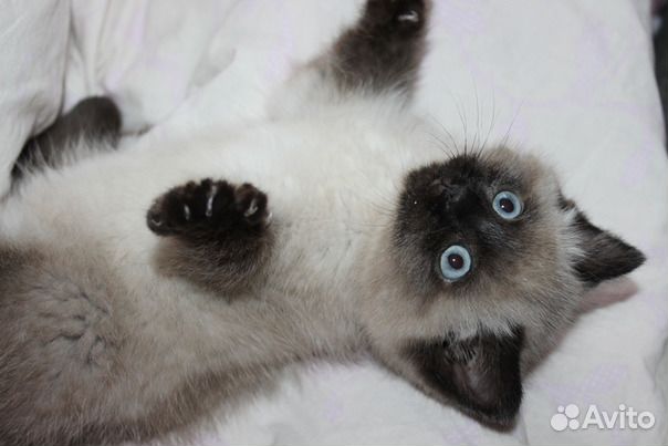 Кошка Нюша