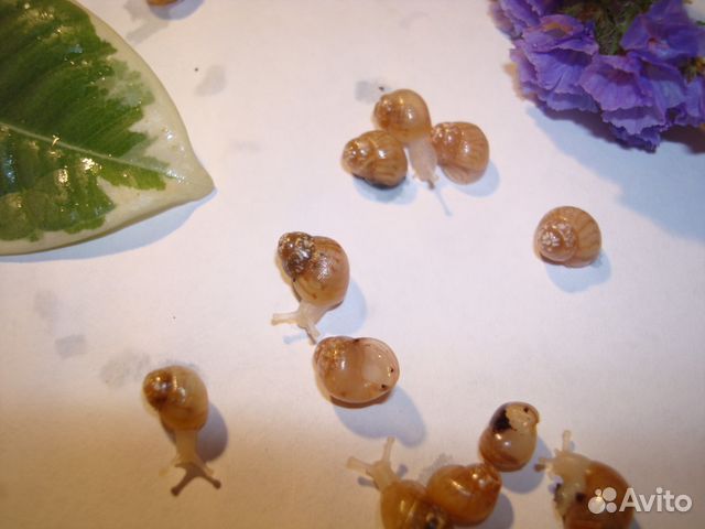 Улитки. Ахатины. Детеныши улиток