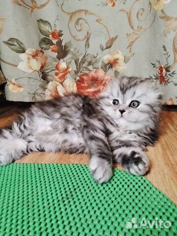 Девочка хайленд фолд