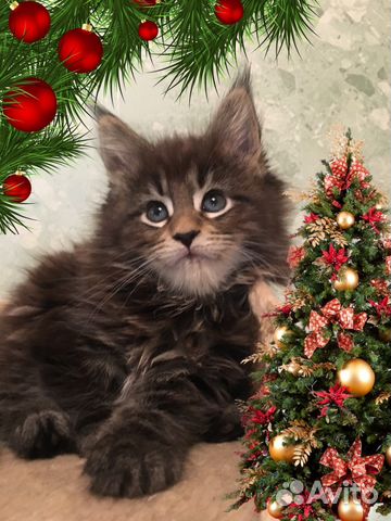 Кошечка Мейн Кун Лаура 2 м