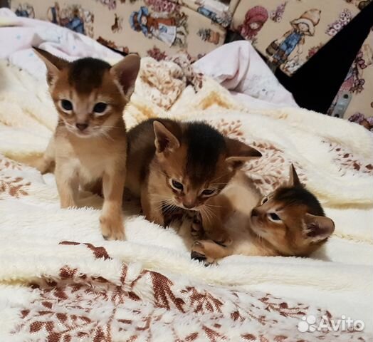 Абиссинская