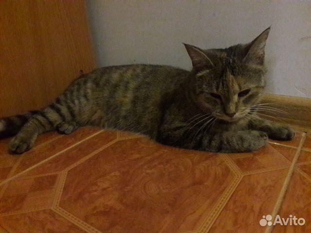 Милая кошечка, ищет заботливых хозяев