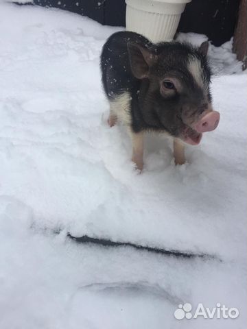 Мини пиг