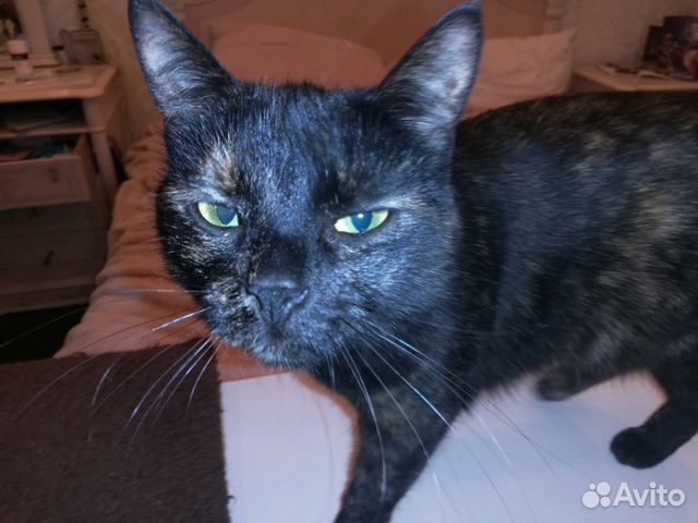 Кошечка 1год