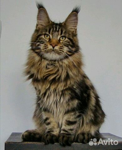 Котик с родословной 1,5 года