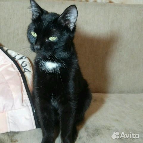 Багира в добрые руки