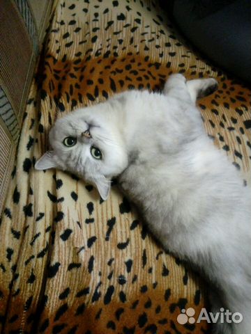 Отдам в хорошие руки красивую кошечку,порода Брита