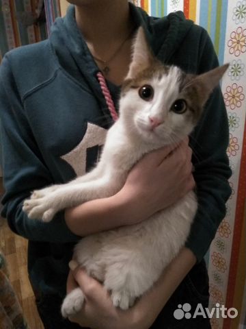 Котик в добрые руки