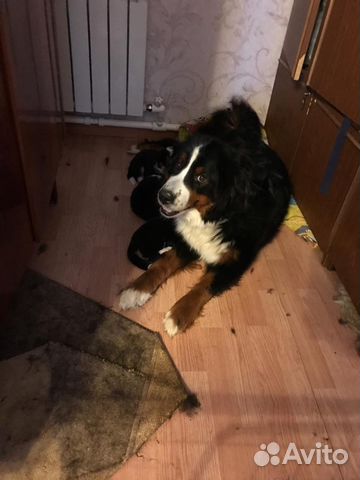 Продам щенка сучка