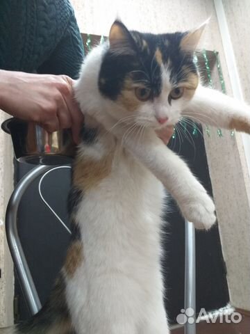 Отдам молоденькую кошечку