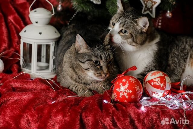 Котики из приюта для жизни дома