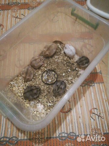 Подарок Ребенку (хомячки малышки "от Лари")