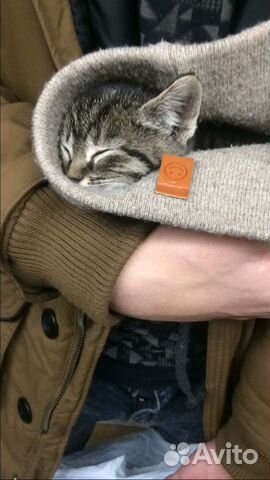 Котёнок в хорошие руки