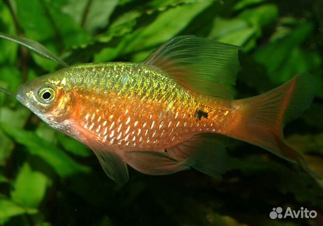 Барбус золотой, бесплатно