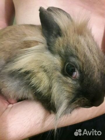 Продам кролика 8 месяцев, девочка