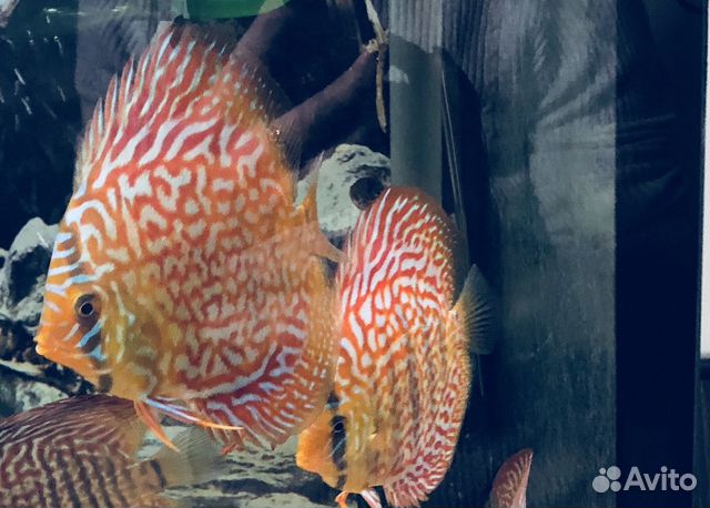 Checkerboard Turquoise