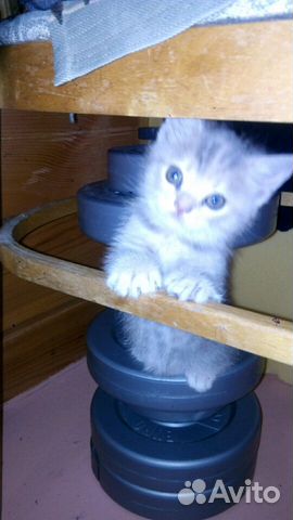 Шотландские котята