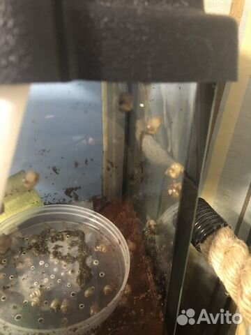 Улитки Ахатины