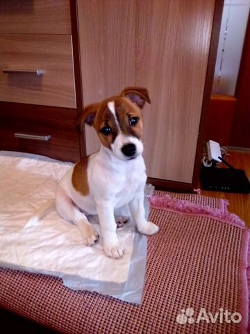 Щенок ищет новую семью