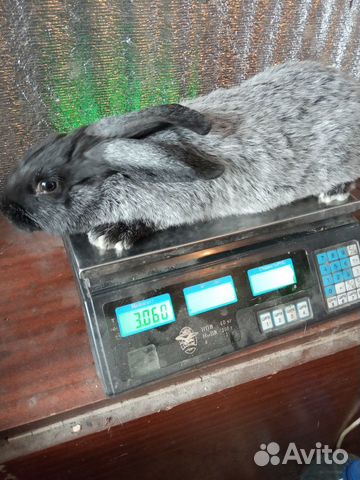 Кролы Серебро(Полтавское Серебро)