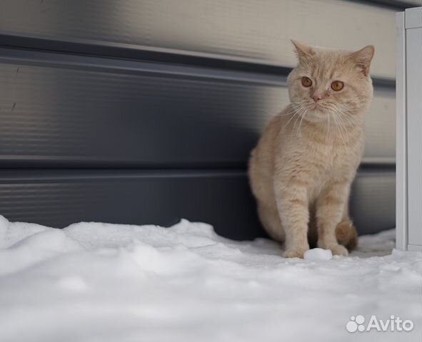Британский котик