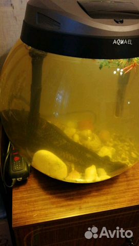 Сом парчовый