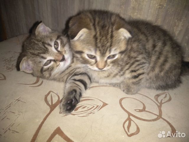 Котята Шотландские вислоухие