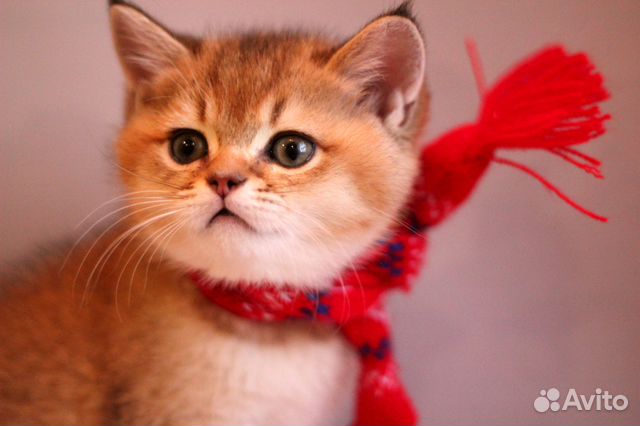 Чудесный шиншилловый мальчик, золото