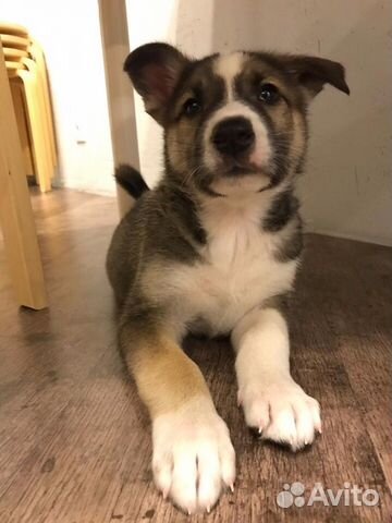 Рона ждёт своего человека