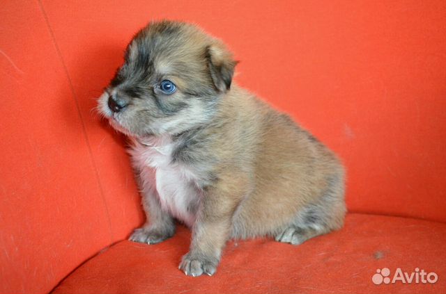 Сыночки ждут родителей