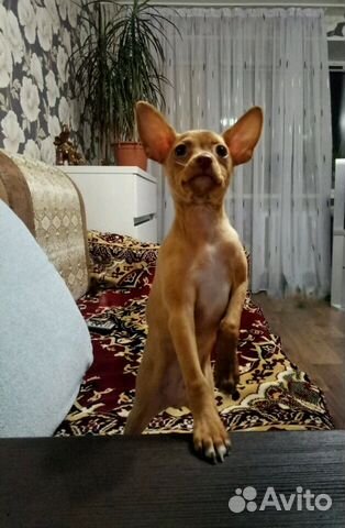 Щенок Той-терьера