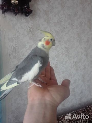 Корелла
