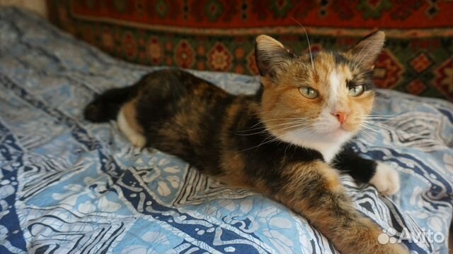 Отдам бесплатно очаровательную трехцветную кошку