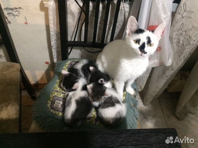 Котята в добрые руки