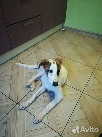 Щенок кобель 4 месяца