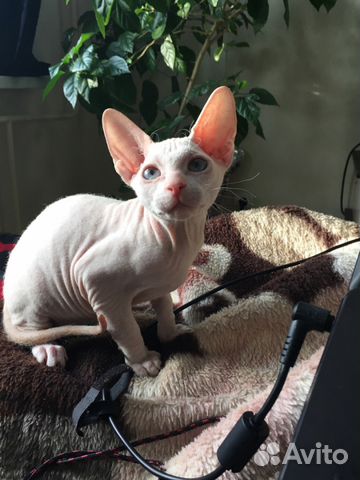 Сфинкс мальчик браш, 3 мес