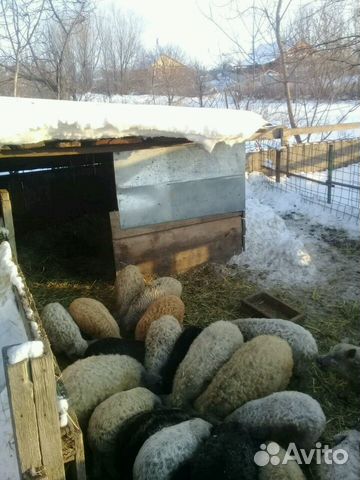 Венгерская мангалица