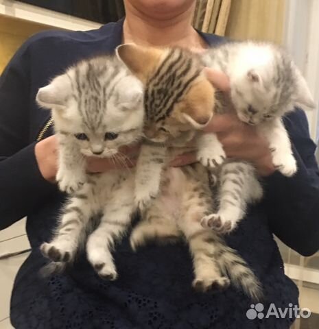 Британцы
