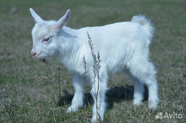 Продам козлят