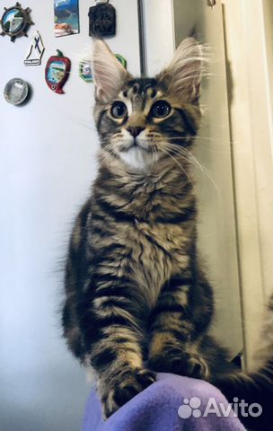 Мейн кун мальчик