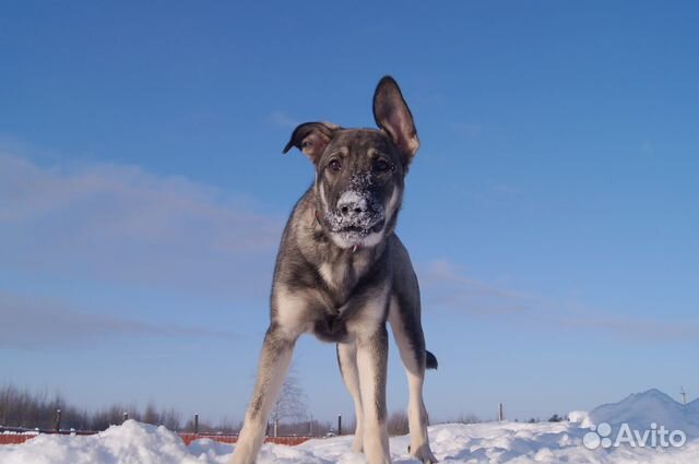 Классный щенок подросток в добрые ручки