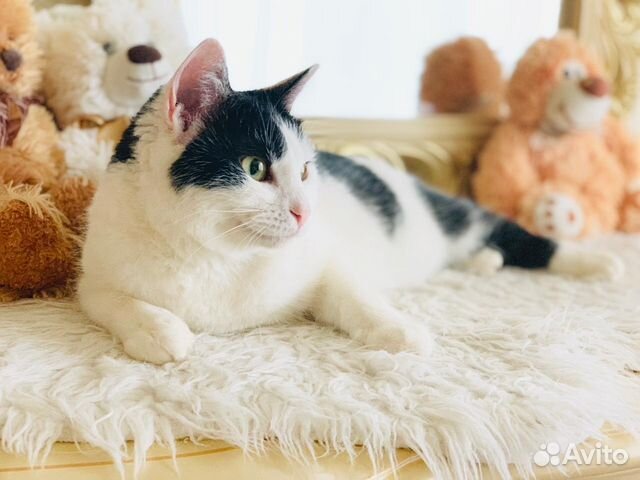 Кошка Метис белая с чёрным