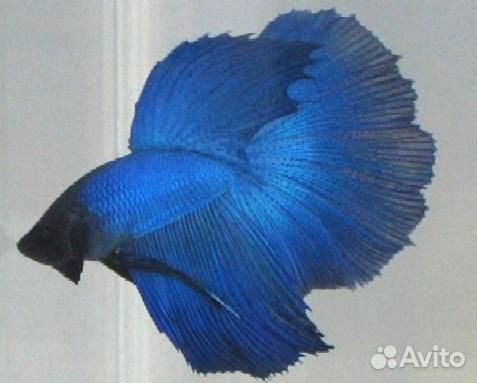 Петушки ножи и лялиусы