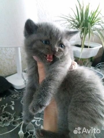 Британские девочки и мальчики ищут своих хозяев